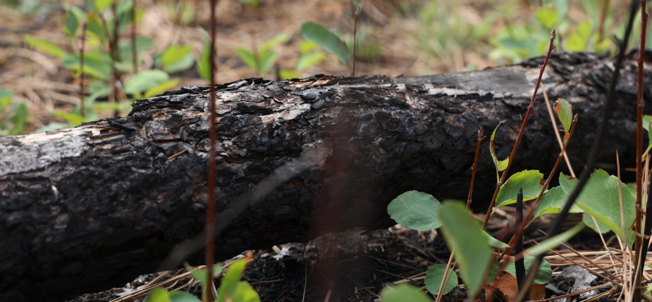 Indigenous Fire Stewardship and Co-existing with Wildfire - FNESS